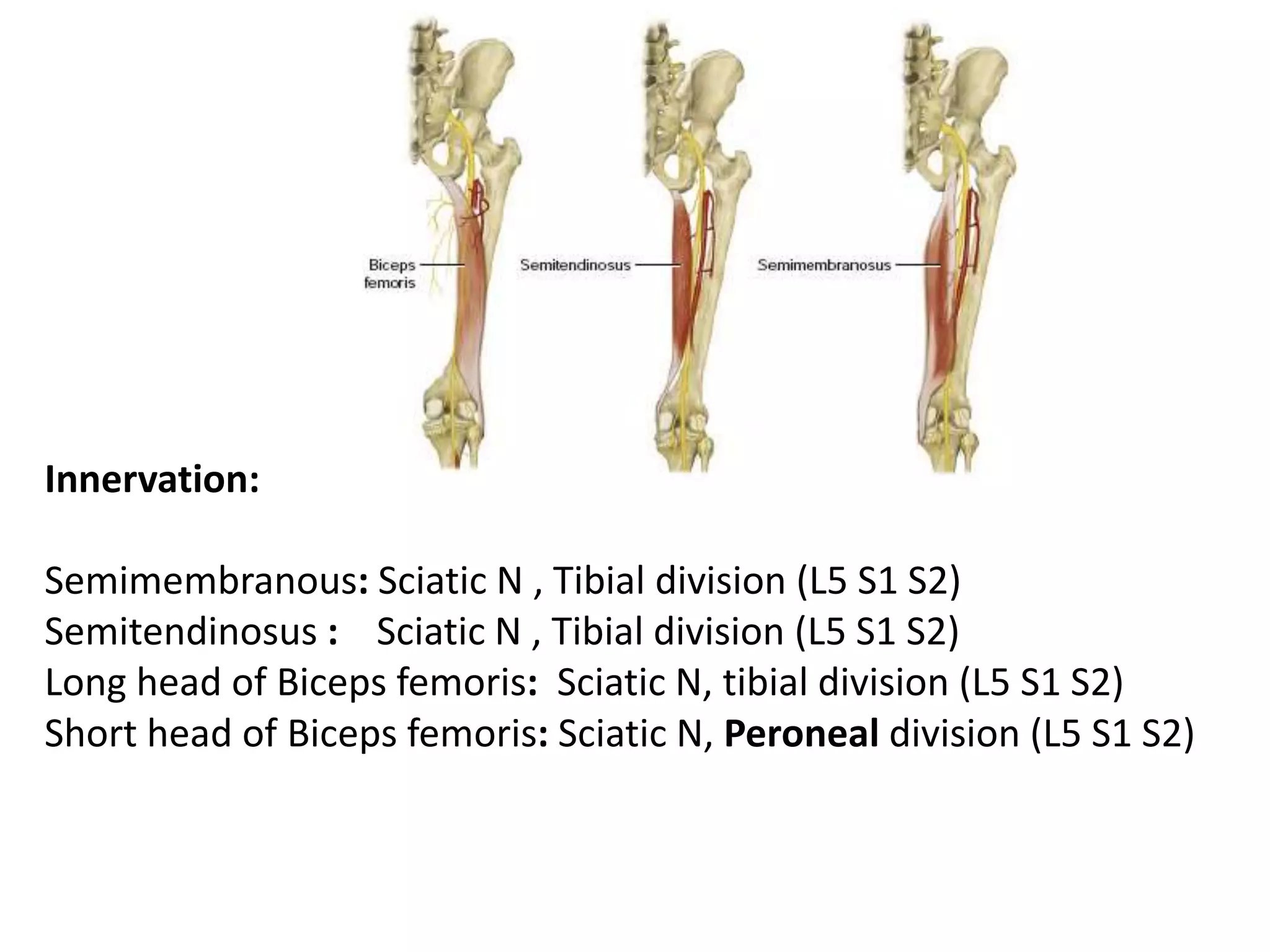 Sciatic Nerve Injury different Pathologies.pptx