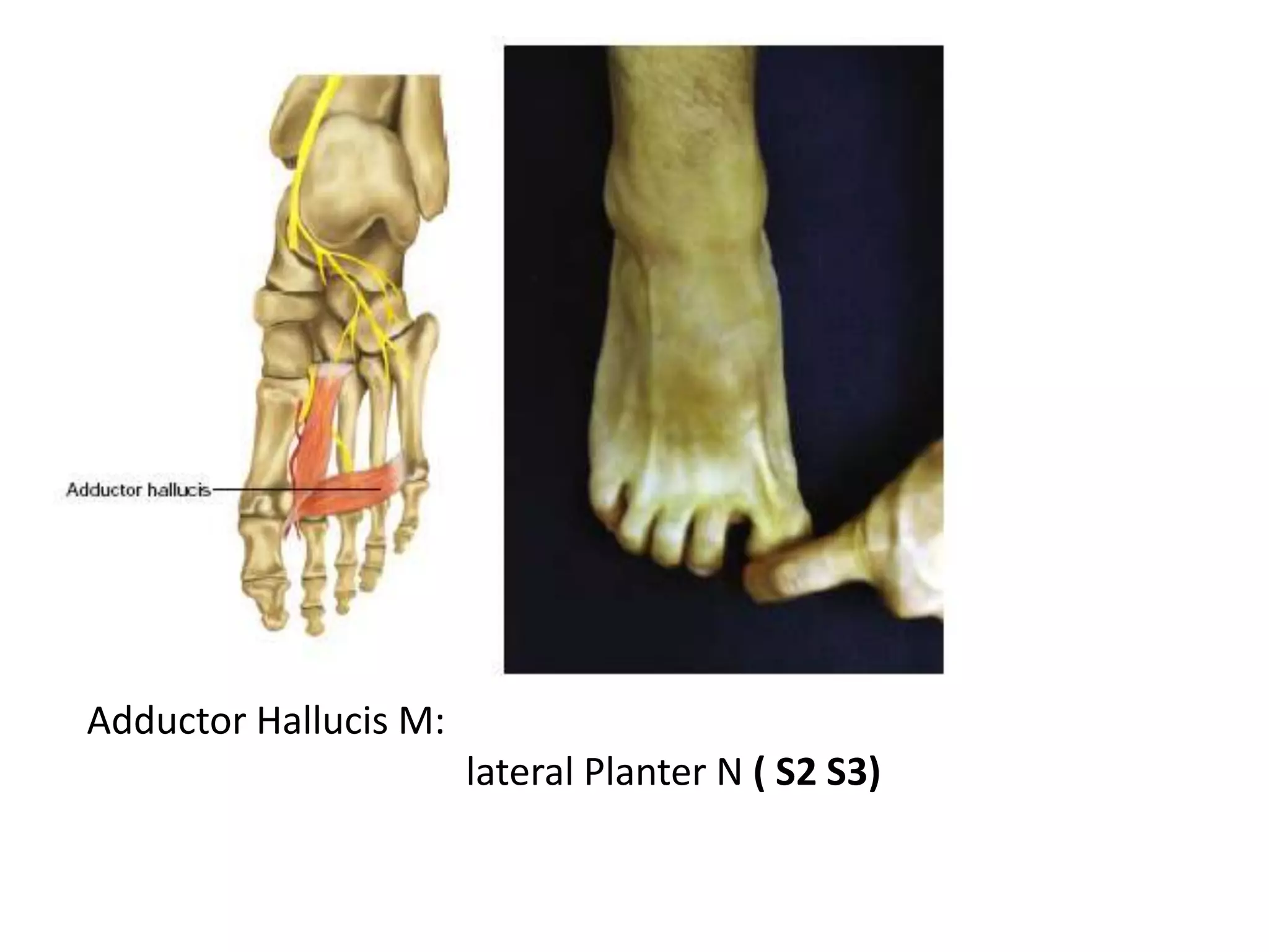 Sciatic Nerve Injury different Pathologies.pptx