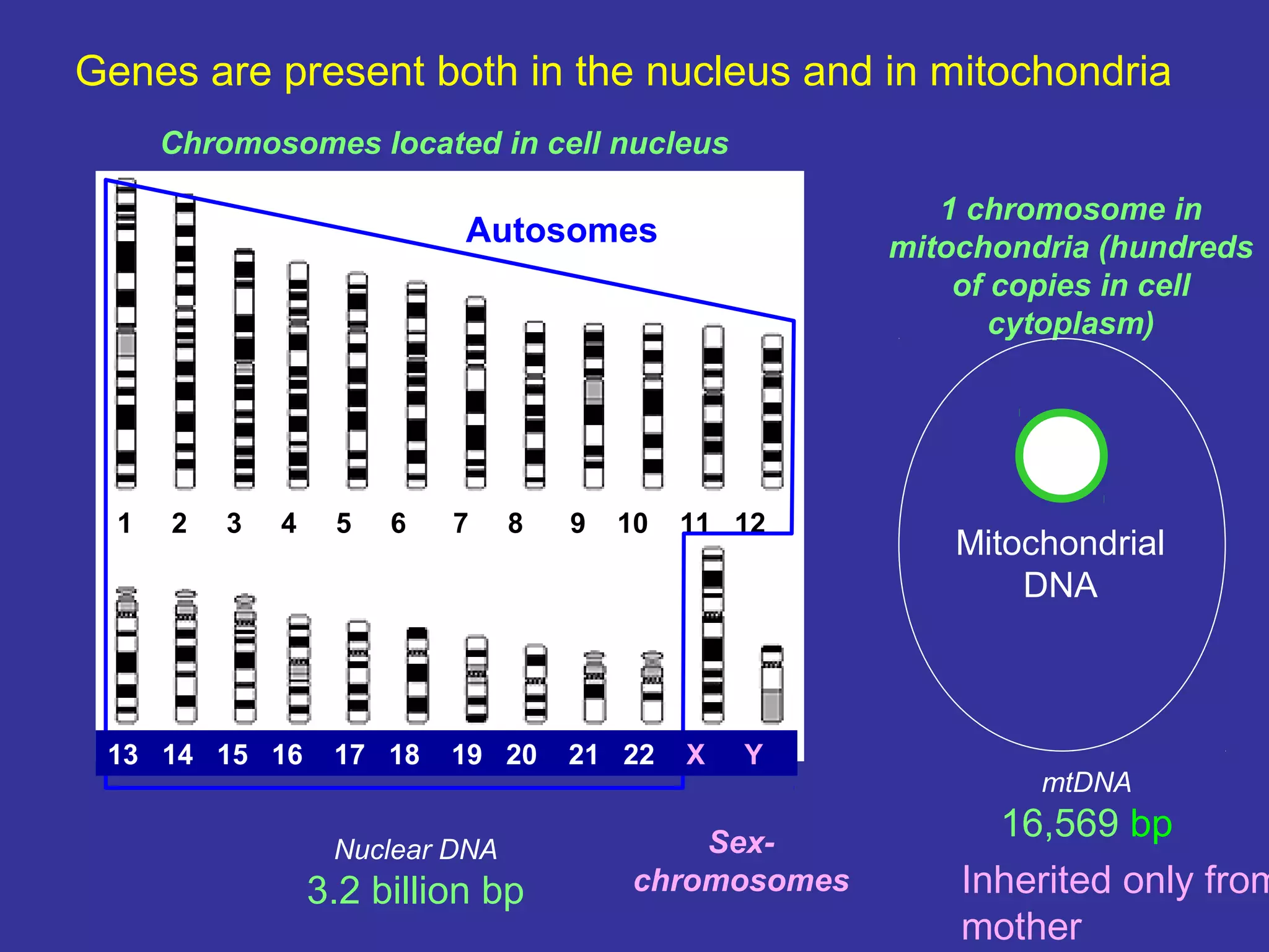 Sci cafe humangenome&health | PPT