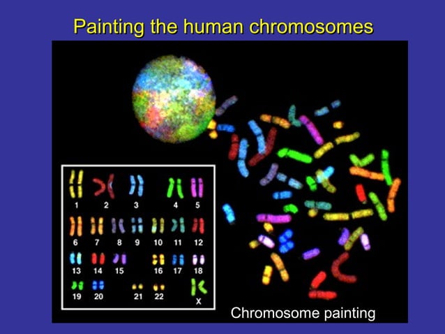 Sci cafe humangenome&health | PPT
