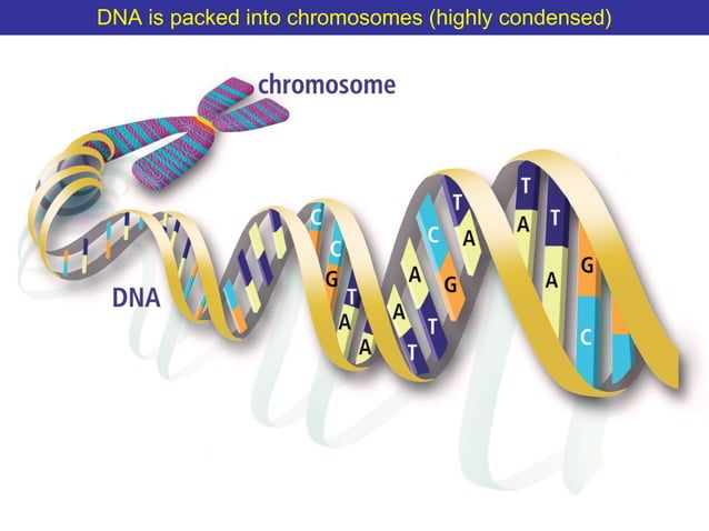 Sci cafe humangenome&health | PPT
