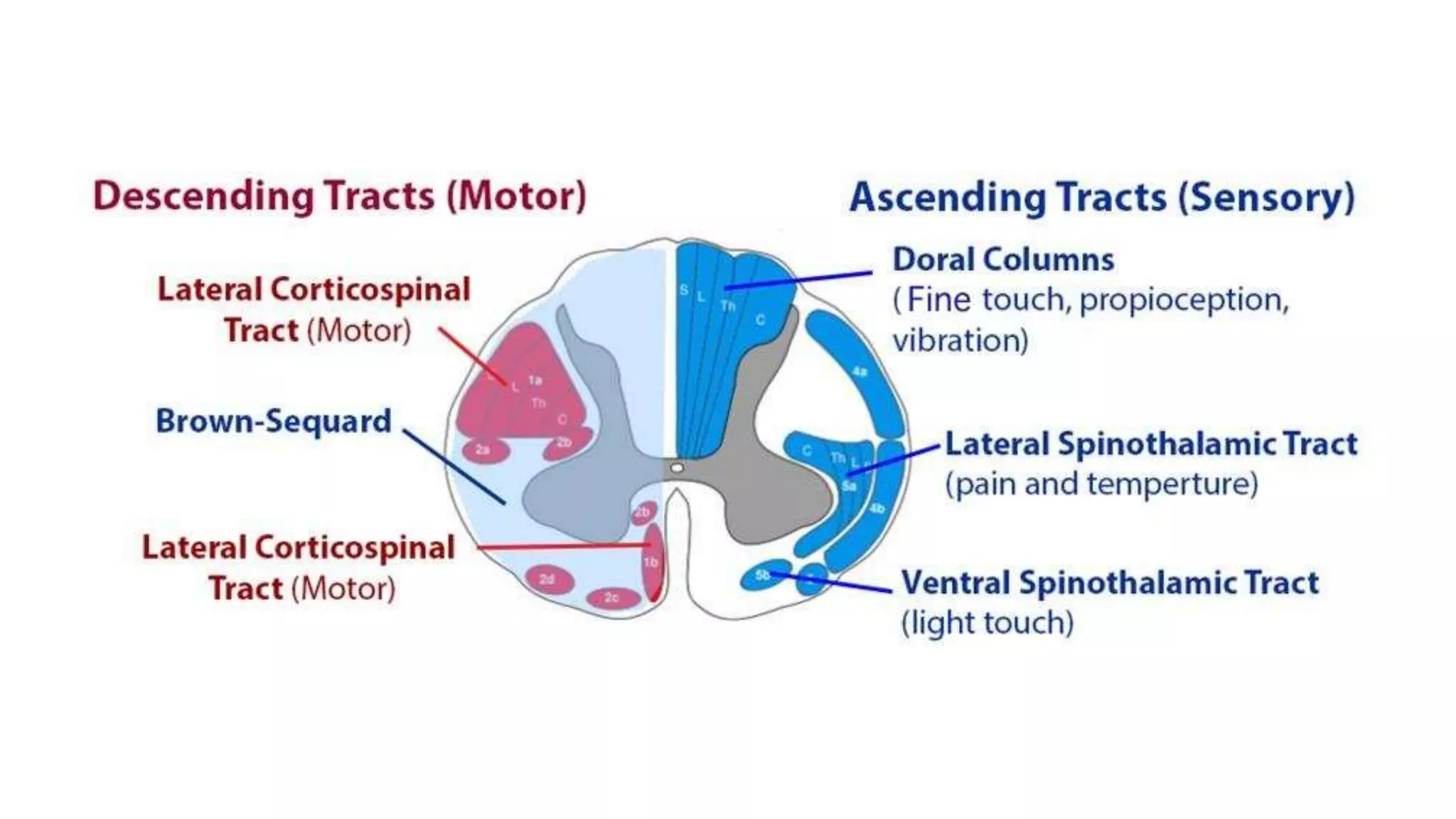 Sci classification | PPTX