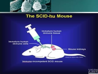 Scid mice | PPTX
