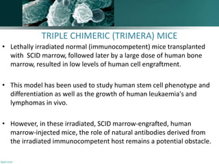 Scid mice | PPTX