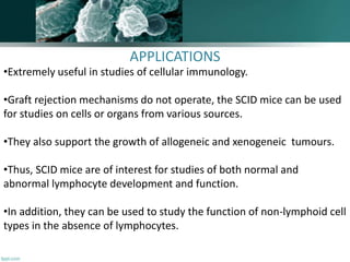 Scid mice | PPTX