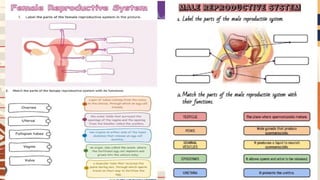 SCIE-10-THIRD-QUARTER-3.-REPRODUCTIVE-SYSTEM-1.pptx