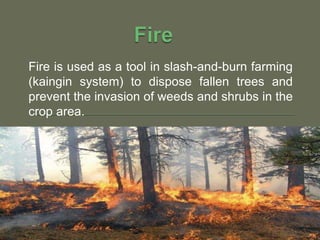 SciEd Report- Rainforest by Kathlyn May Casar, BEED 2 | PPT