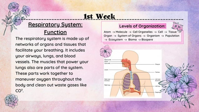 Science | Grade 9 - 1st Quarter | PDF | Lung and Respiratory Health ...
