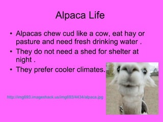Alpacas | PPT