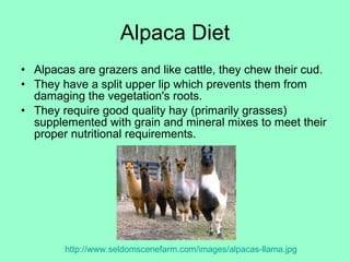 Alpacas | PPT