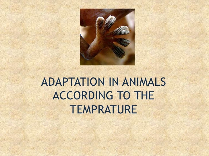 heat & temperature with the adaptation of animalas and plants