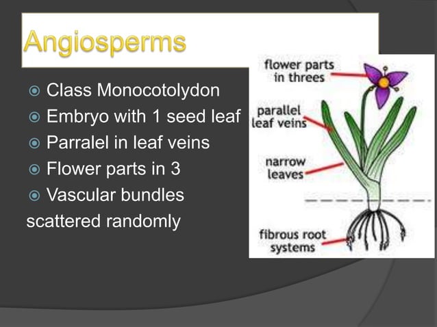 Grade 5 lessons on science | PPTX