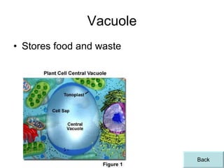 cell parts 2 | PPT