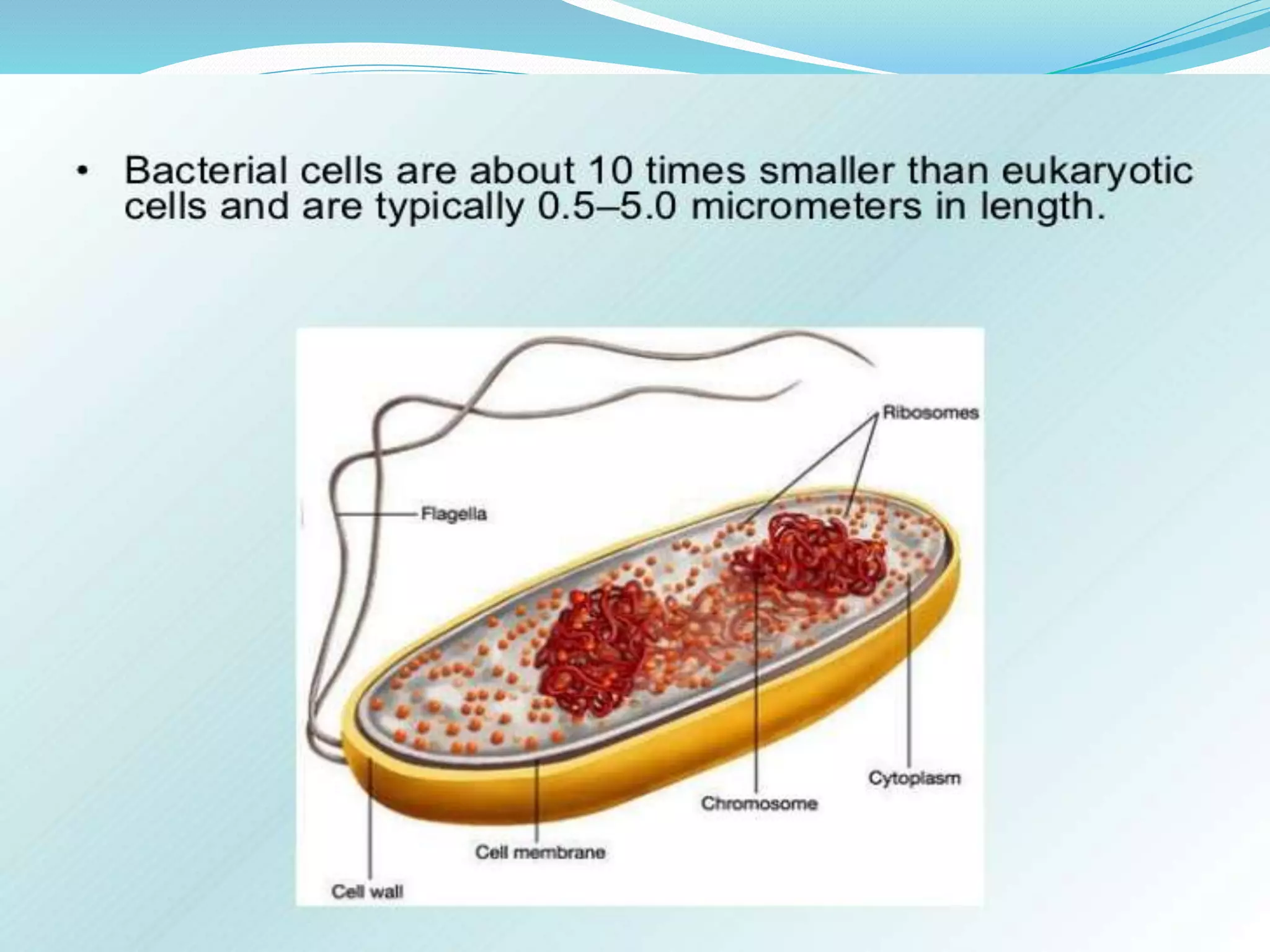 Bacteria Class 9 Science | PPT