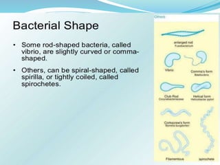 Bacteria Class 9 Science | PPT