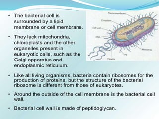 Bacteria Class 9 Science | PPT