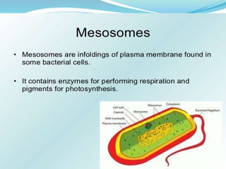 Bacteria Class 9 Science | PPT