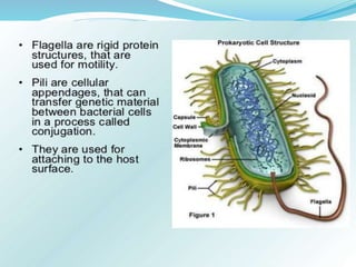 Bacteria Class 9 Science | PPT