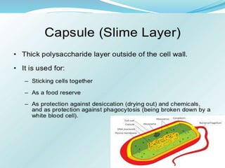 Bacteria Class 9 Science | PPT