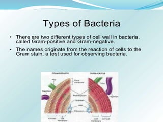 Bacteria Class 9 Science | PPT