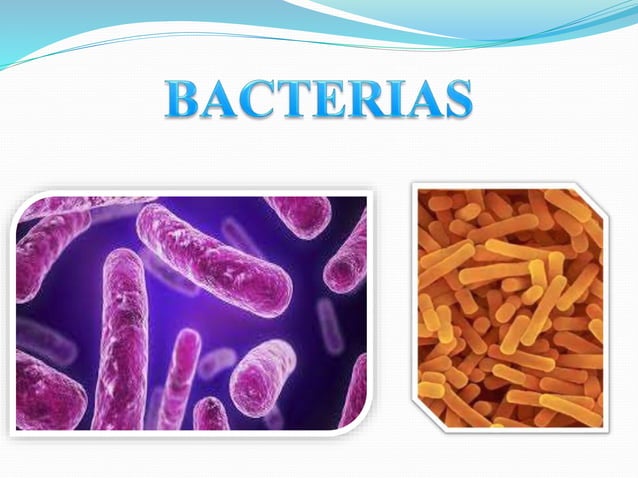 Bacteria Class 9 Science | PPT