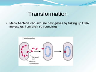 Bacteria Class 9 Science | PPT