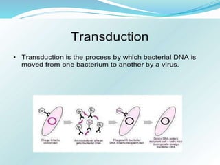 Bacteria Class 9 Science | PPT