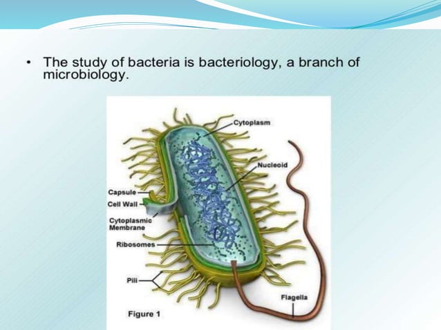 Bacteria Class 9 Science | PPT