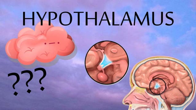 The Hypothalamus and Pituitary Gland | PPTX