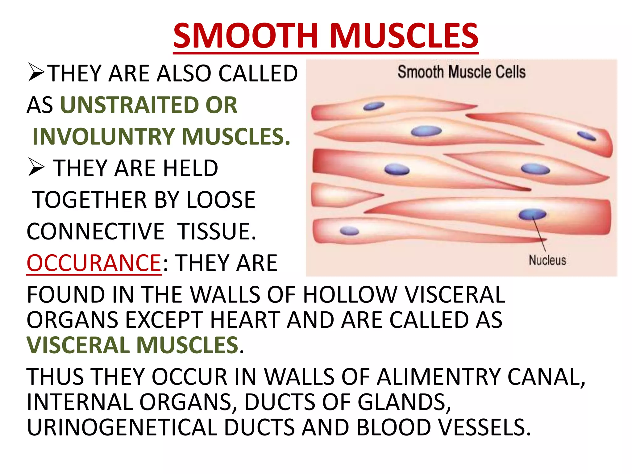 ANIMAL TISSUE | PPT