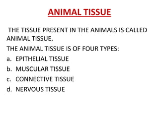 ANIMAL TISSUE | PPT