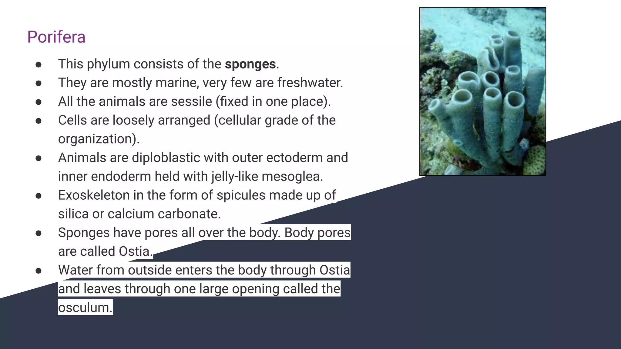 diversity in living organisms class 9 cbse | PDF
