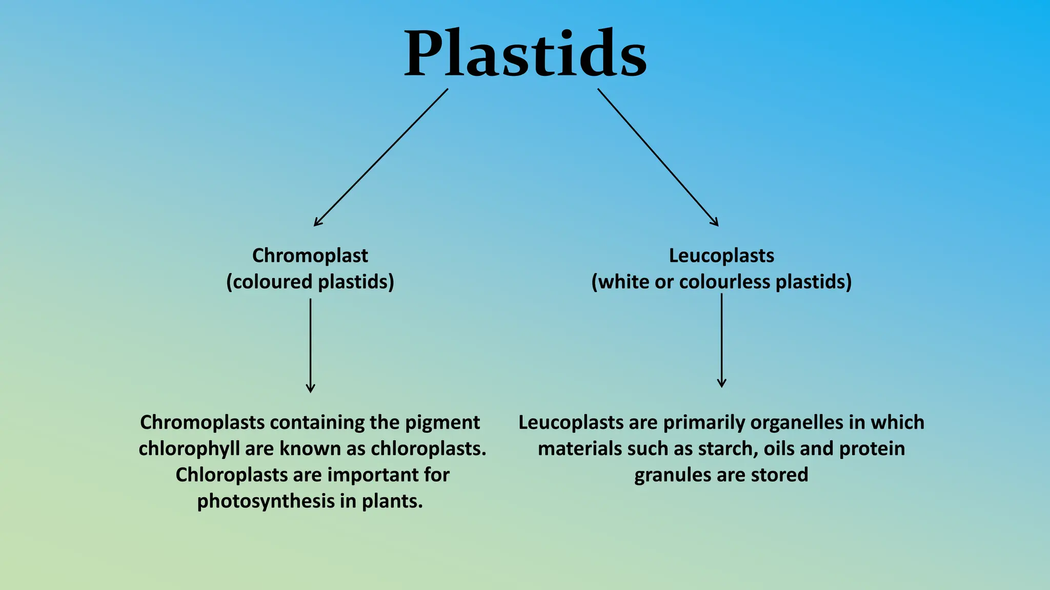 the fundamental unit of life CBSE class 9.pptx