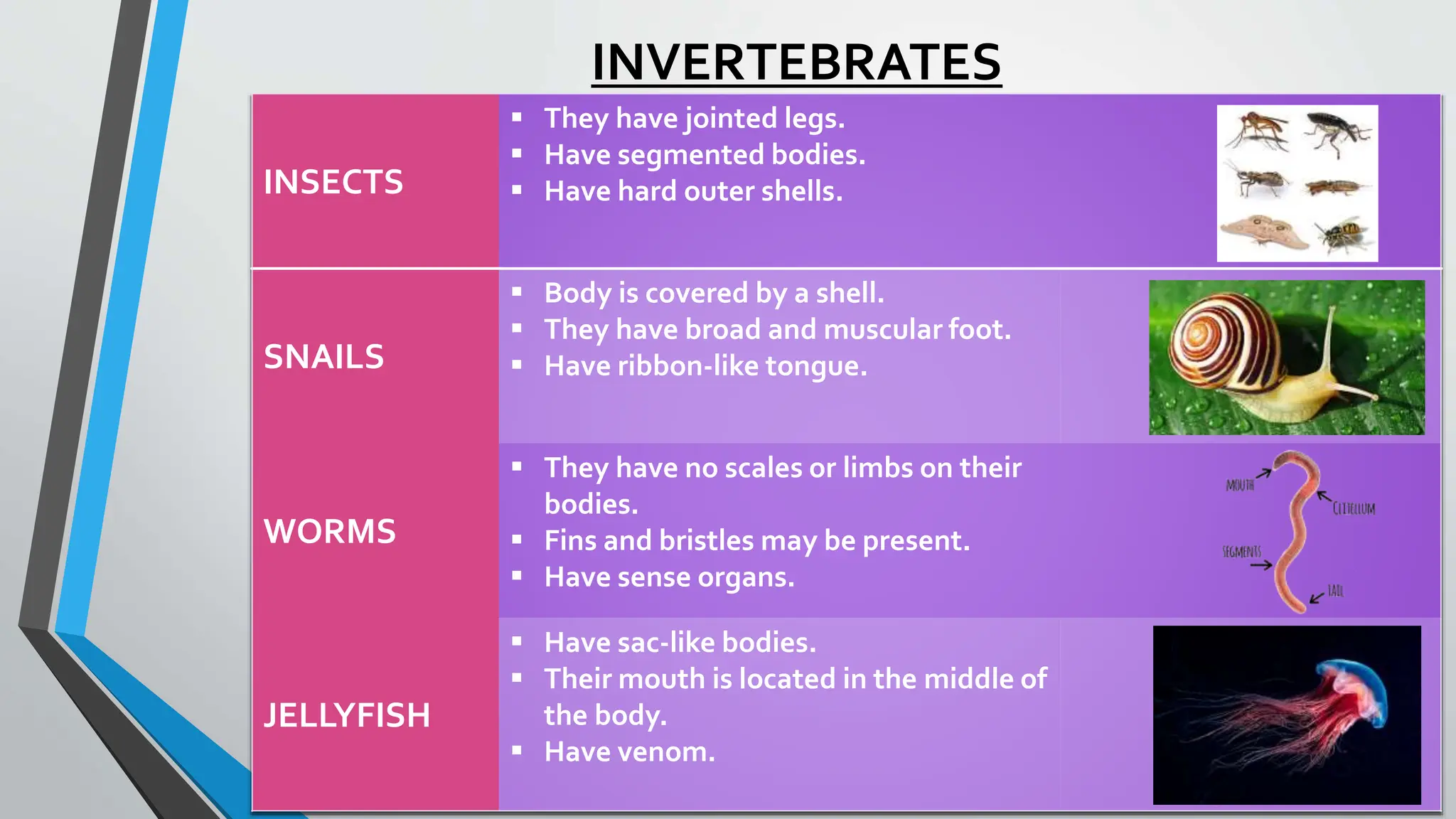 Science presentation on vertebrates and invertebrates. It has different ...