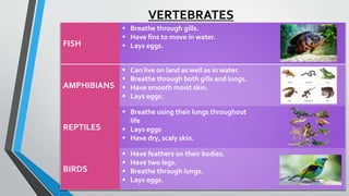 Science presentation on vertebrates and invertebrates. It has different ...