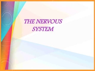 Science. The Nervous System and their functions pptx | PPTX