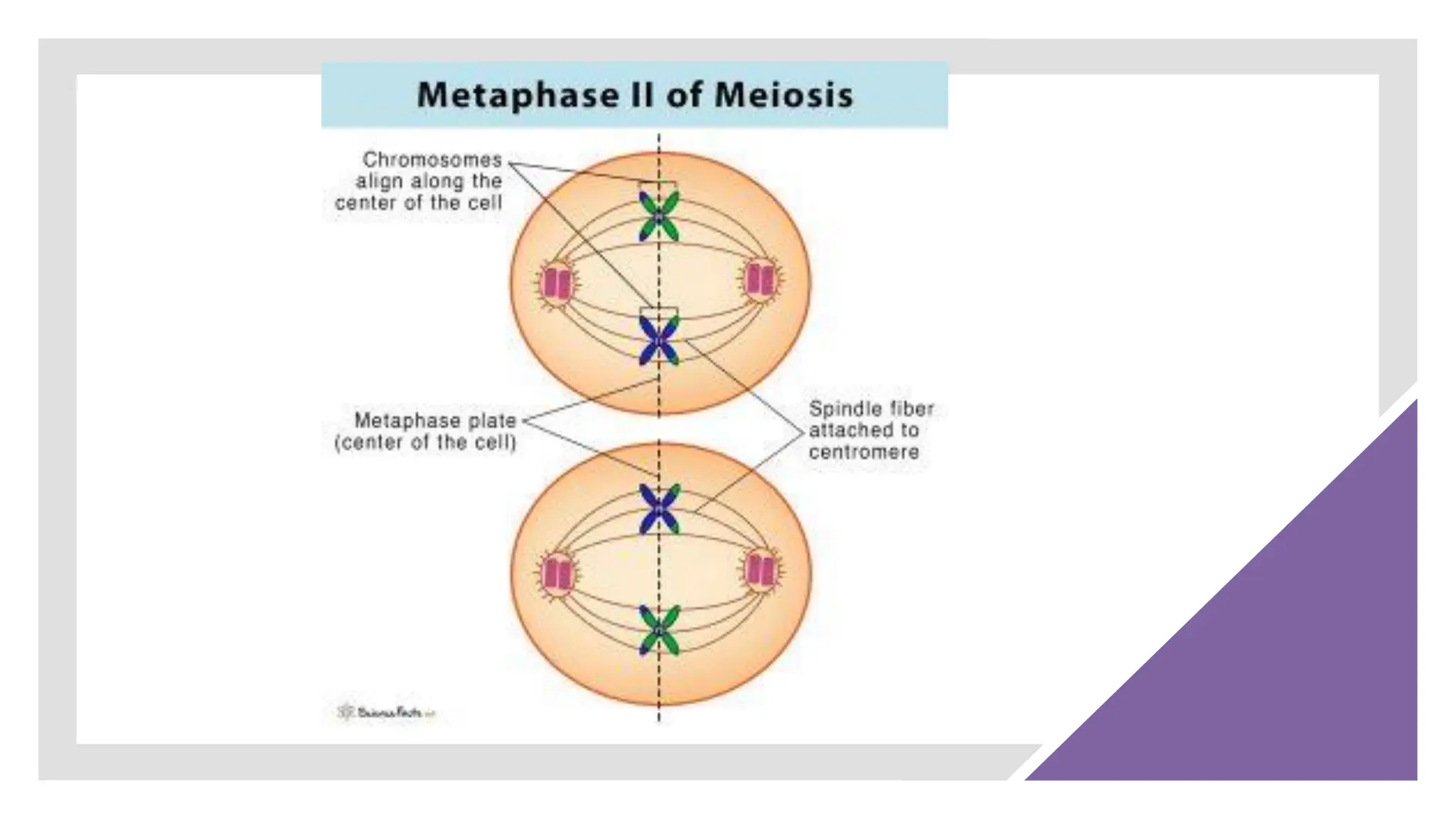 Science-7-Quarter-2-MEIOSIS.pdf. matatag | PDF