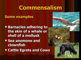 Science 9 Unit A Biological Diversity Section1.2 Lesson Interdependence ...