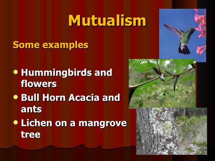 Science 9 Unit A Biological Diversity Section1.2 Lesson Interdependen…
