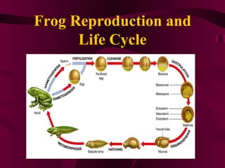 Science 9 Unit A Biological Diversity Section2 Lesson4 Asexual Sexual ...