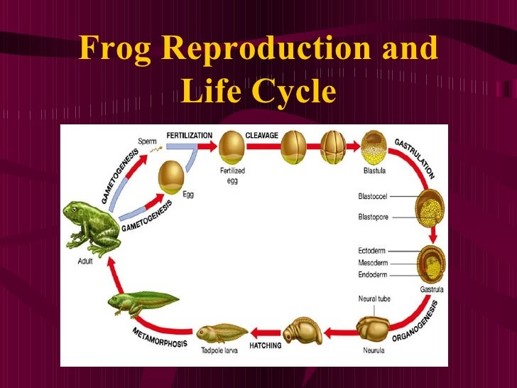 Science 9 Unit A Biological Diversity Section2 Lesson4 Asexual Sexual