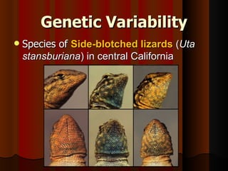 Science 9 Unit A Biological Diversity Section2 Lesson Variation | PPT