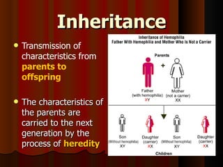 Science 9 Unit A Biological Diversity Section2 Lesson Variation | PPT