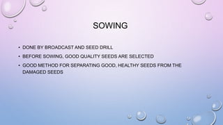 crop production and management | PPTX | Agriculture | Industries