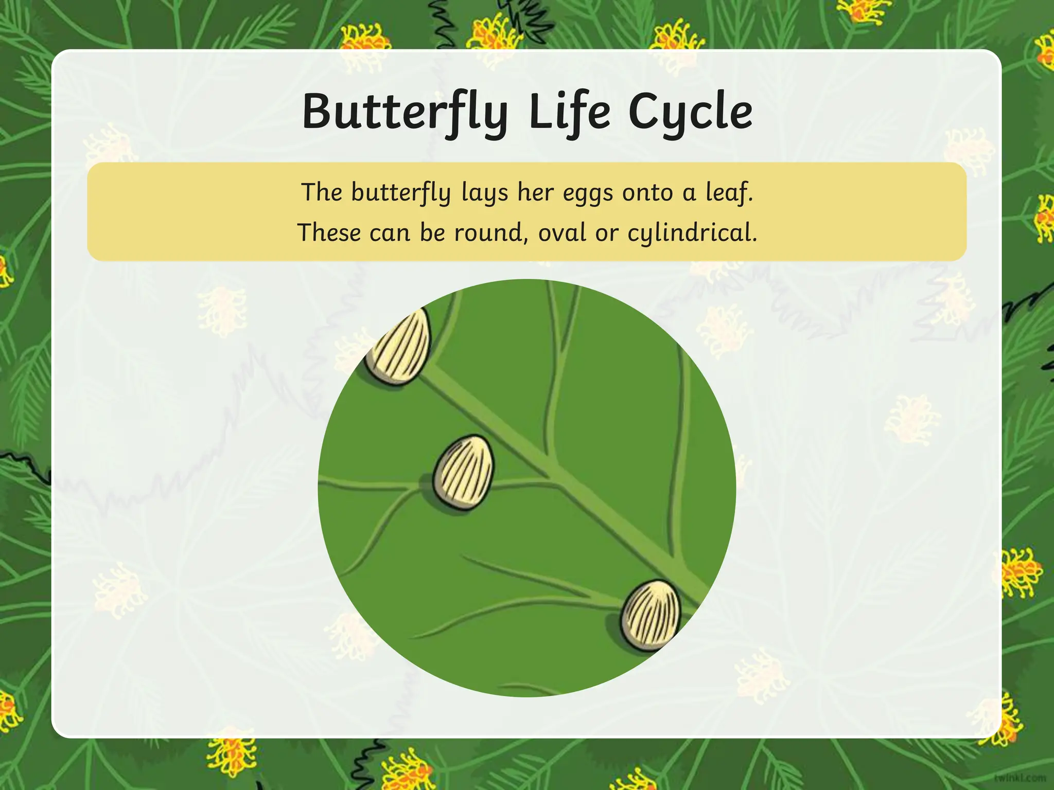 Science - butterfly-life-cycle-powerpoint.ppt