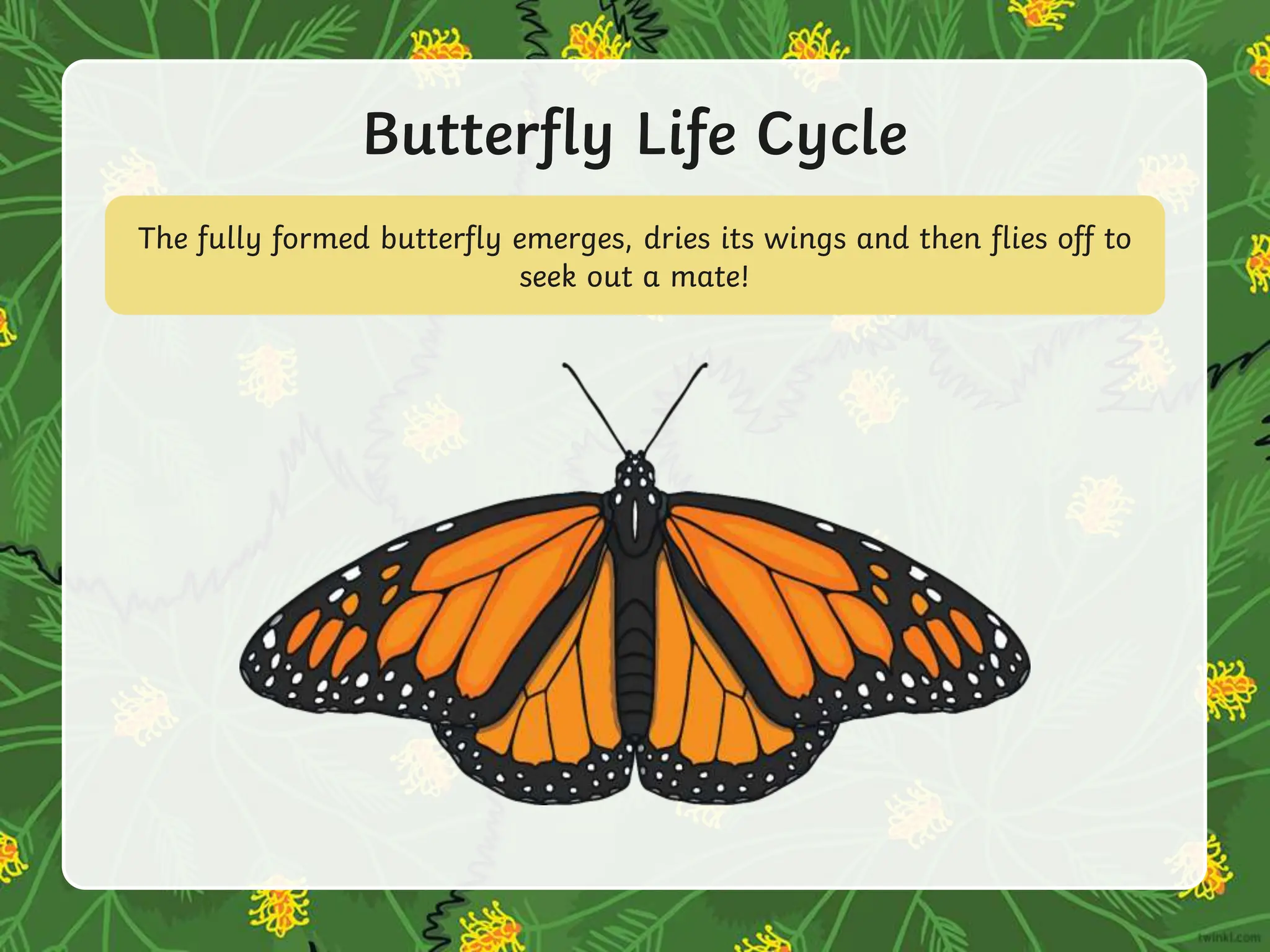 Science - butterfly-life-cycle-powerpoint.ppt