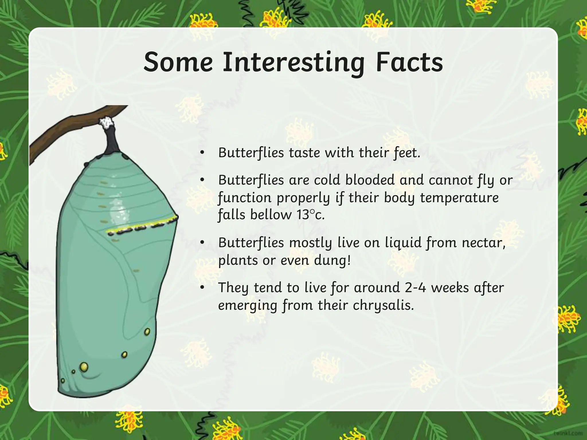 Science - butterfly-life-cycle-powerpoint.ppt