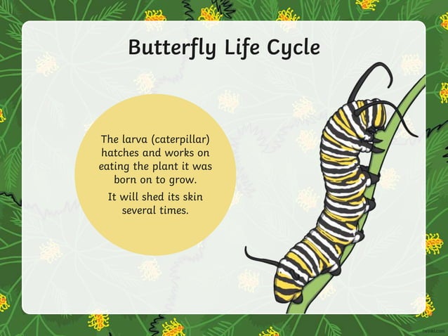 Science - butterfly-life-cycle-powerpoint.ppt