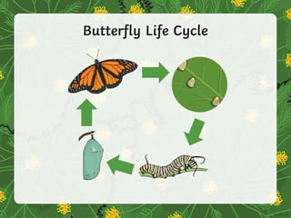 Science - butterfly-life-cycle-powerpoint.ppt