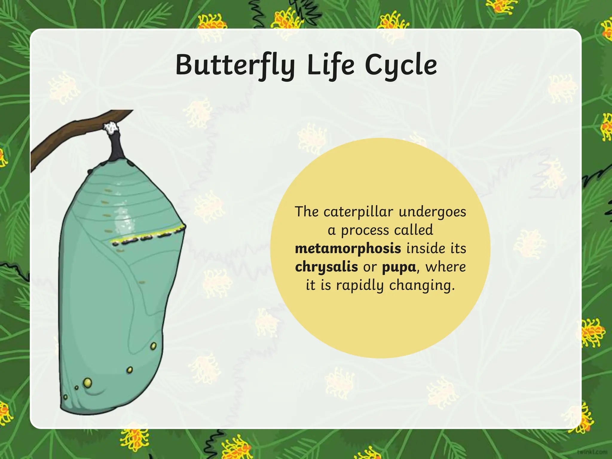 Butterfly Life Cycle-Grade 3 powerpoint presentation | PPT | Biological ...